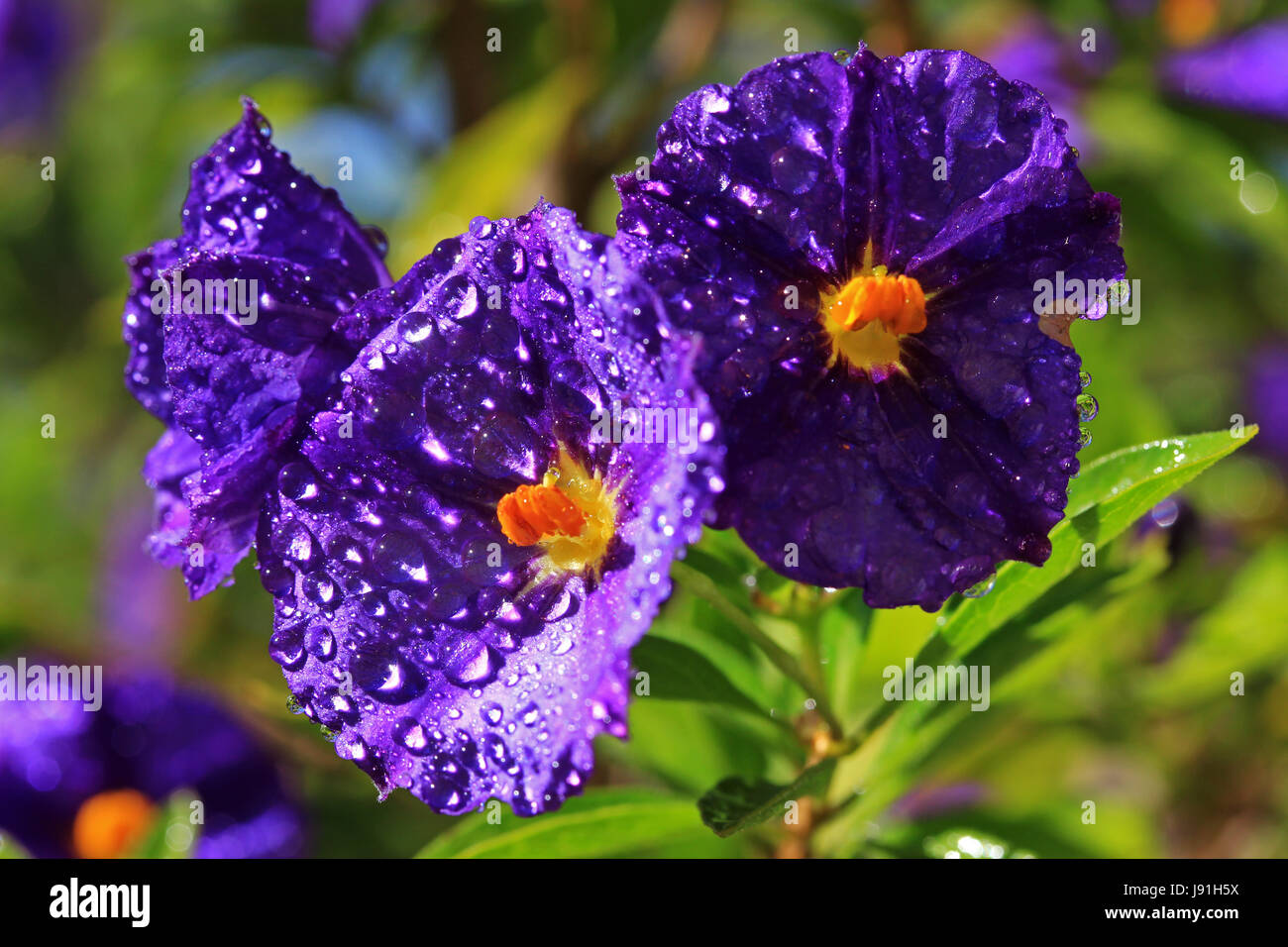 plant, leaves, raindrop, blossoms, purple, bleed, nature, drop, drip ...