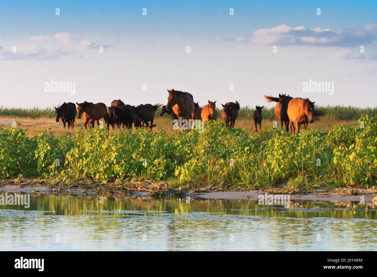 Danube river location hi-res stock photography and images - Alamy