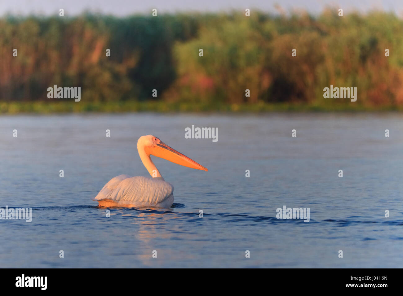 bird, danube, wildlife, pelican, delta, white, river, water, nature ...