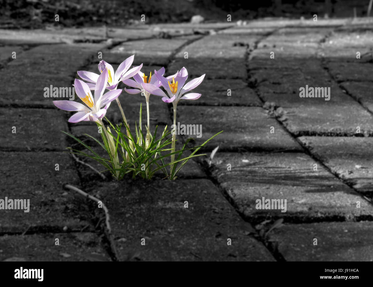 Fugenbesetzer hi-res stock photography and images - Alamy