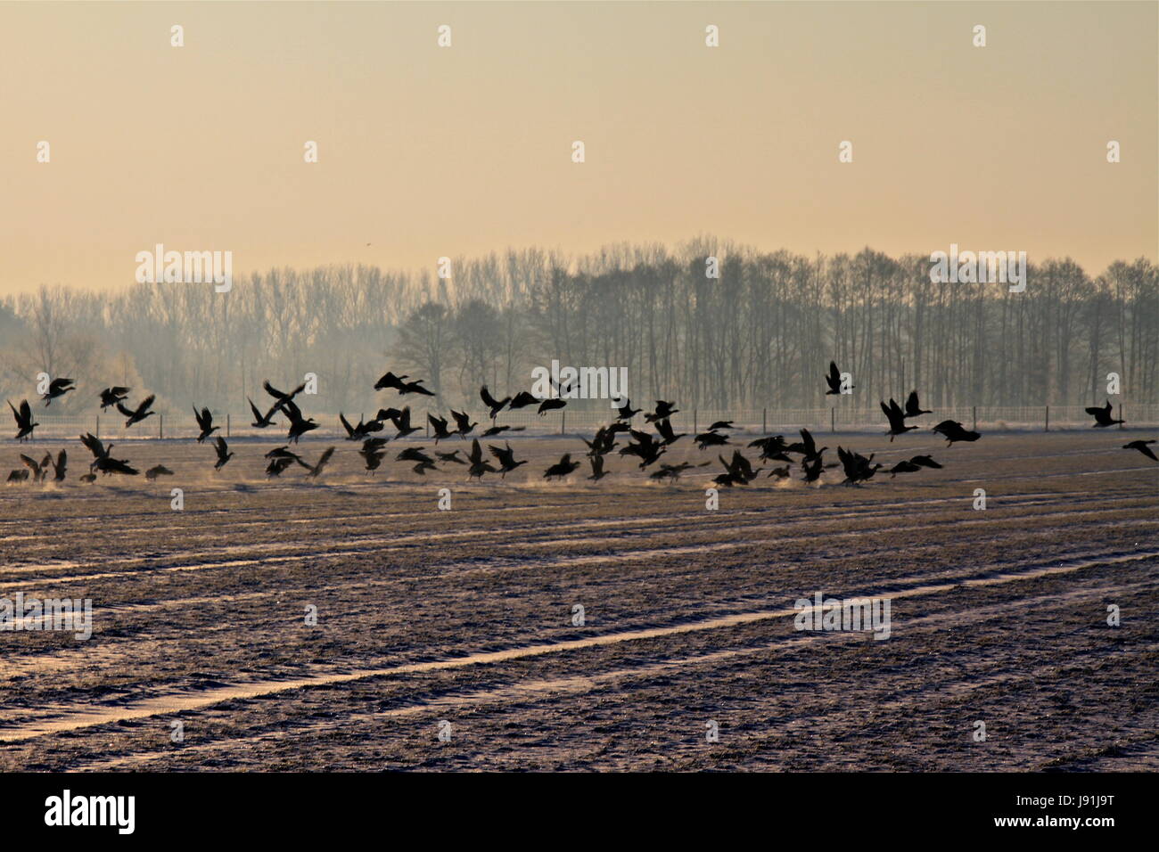 animal, bird, cold, birds, ice, scenery, countryside, nature, animal ...