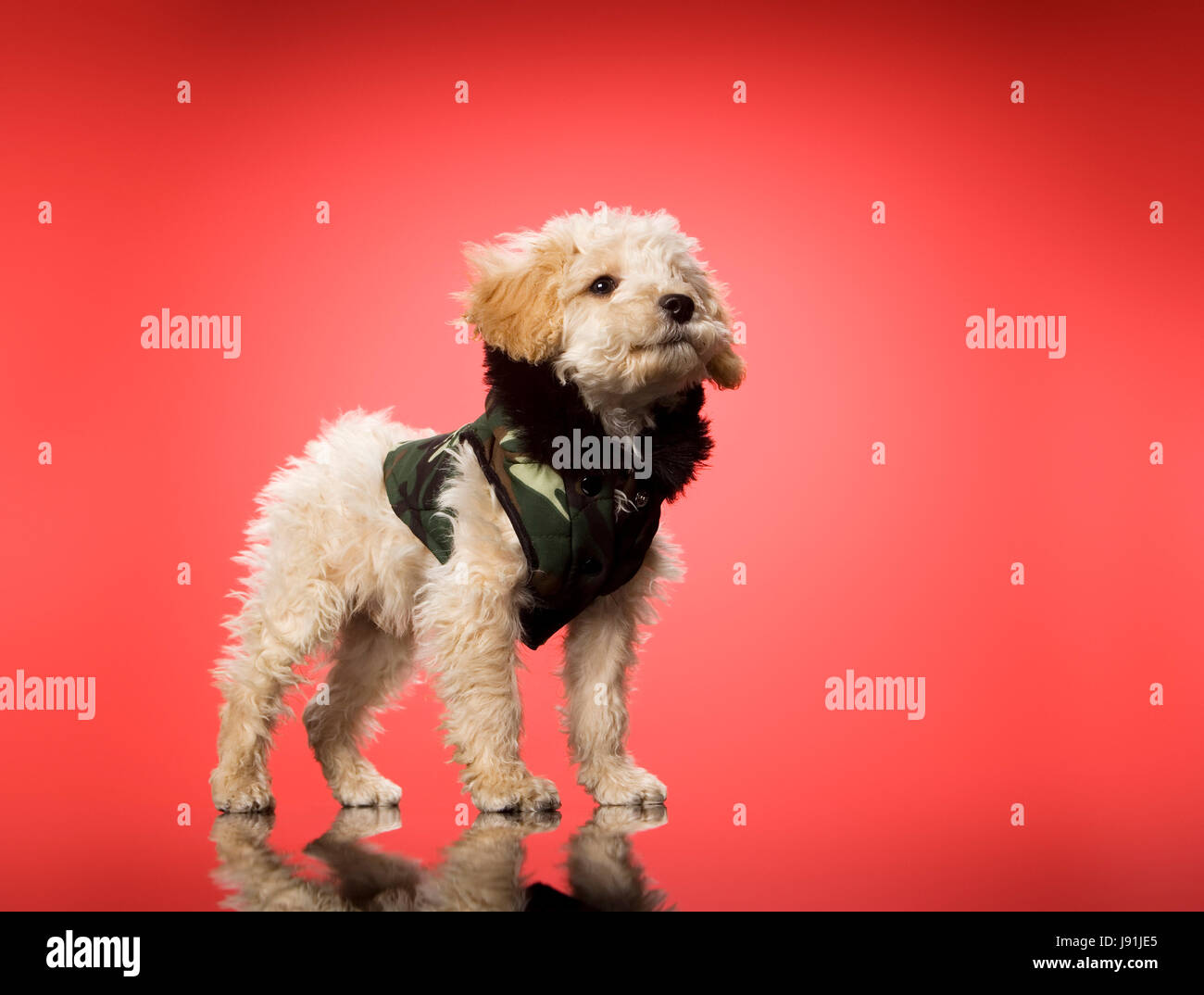 beautiful, beauteously, nice, animal, portrait, pets, dog, standing ...