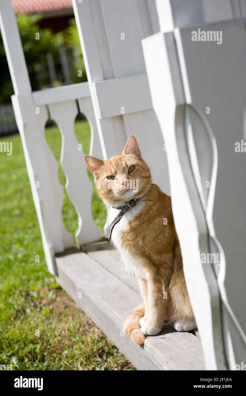 animal, pets, fur, look, glancing, see, view, looking, peeking, looking ...