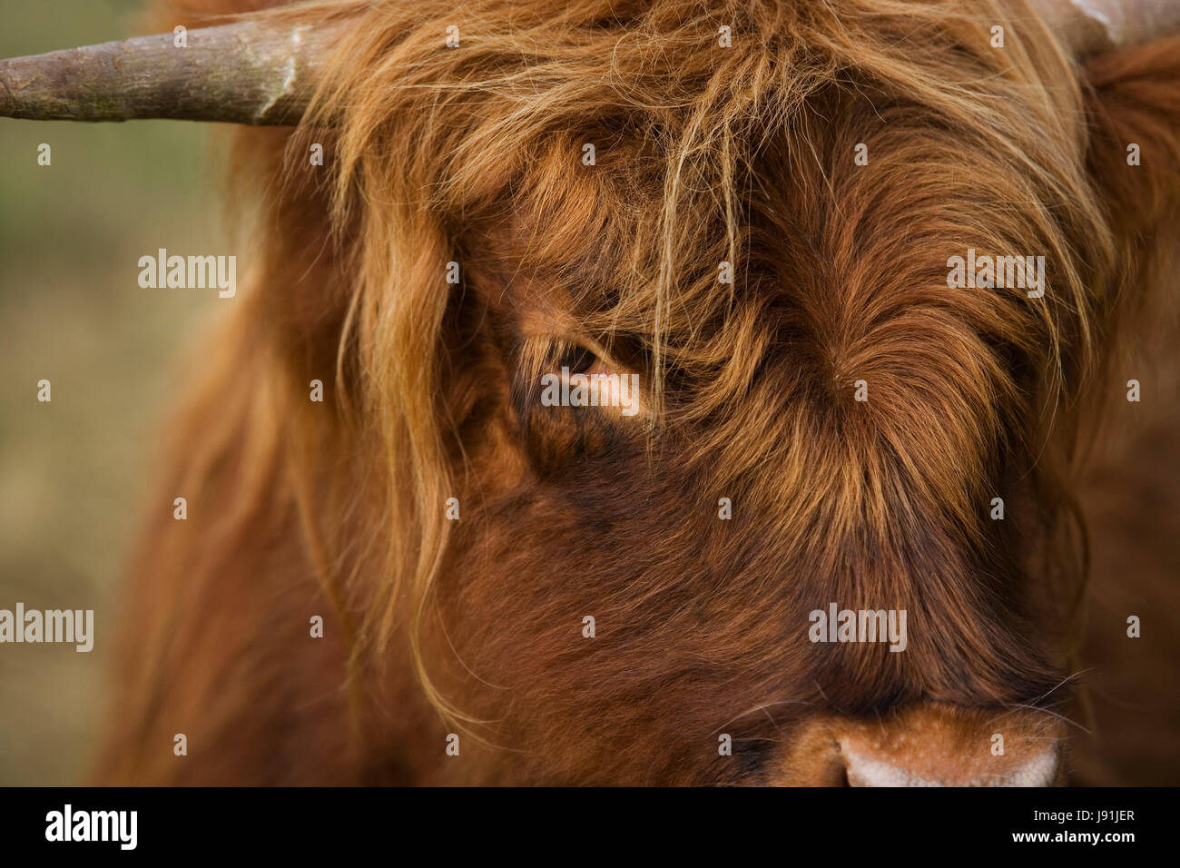 closeup, animal, bull, hairy, haired, cattle, highland cattle, one ...