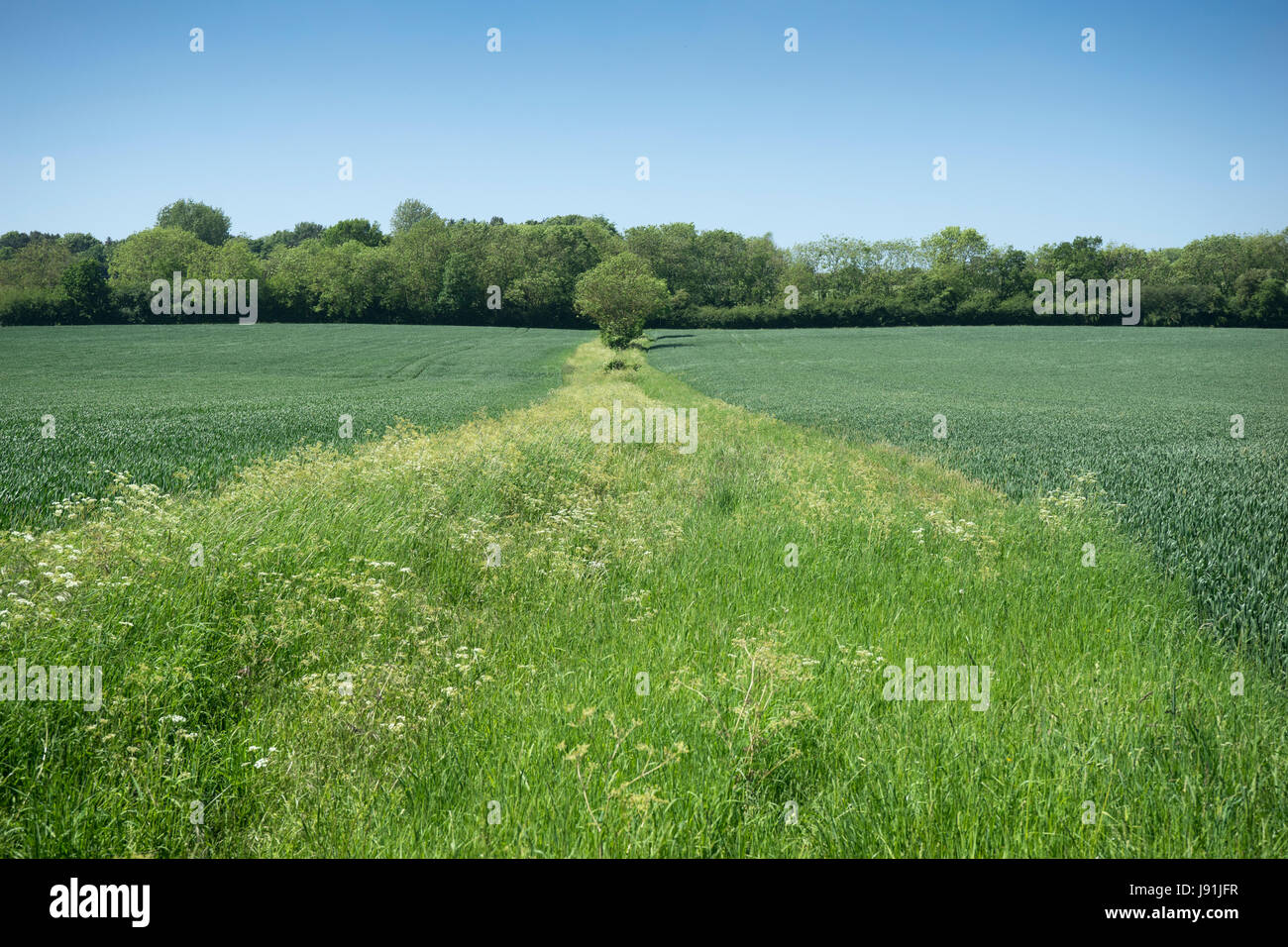 Suffolk Countryside view Stock Photo - Alamy