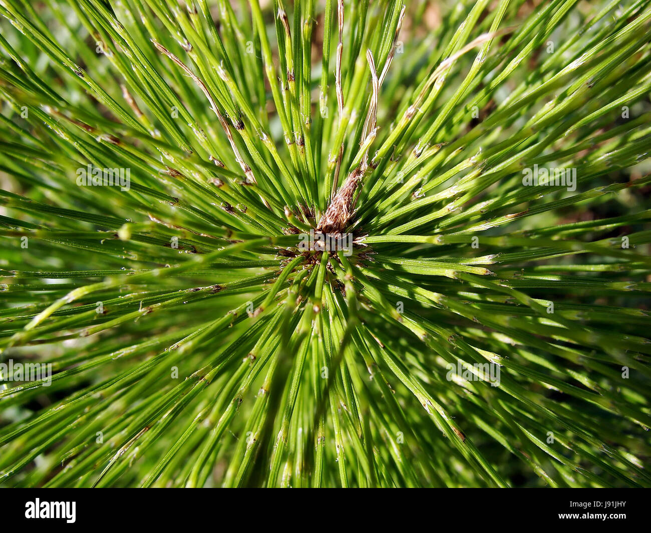 tree, pine, flora, branch, spikes, lawn, green, backdrop, background ...