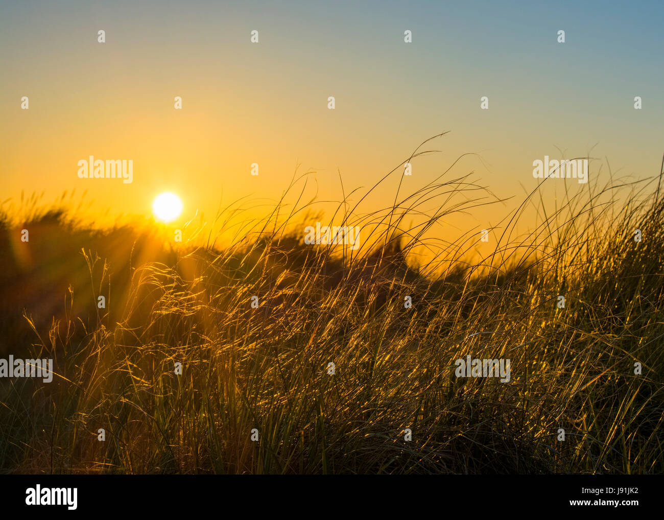 Oregon Coast sunset over the beach grass Stock Photo - Alamy