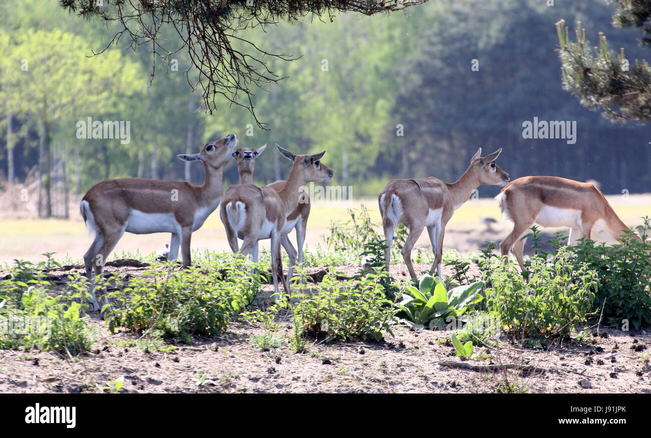 Female Indian Blackbuck antelopes (Antilope cervicapra Stock Photo - Alamy