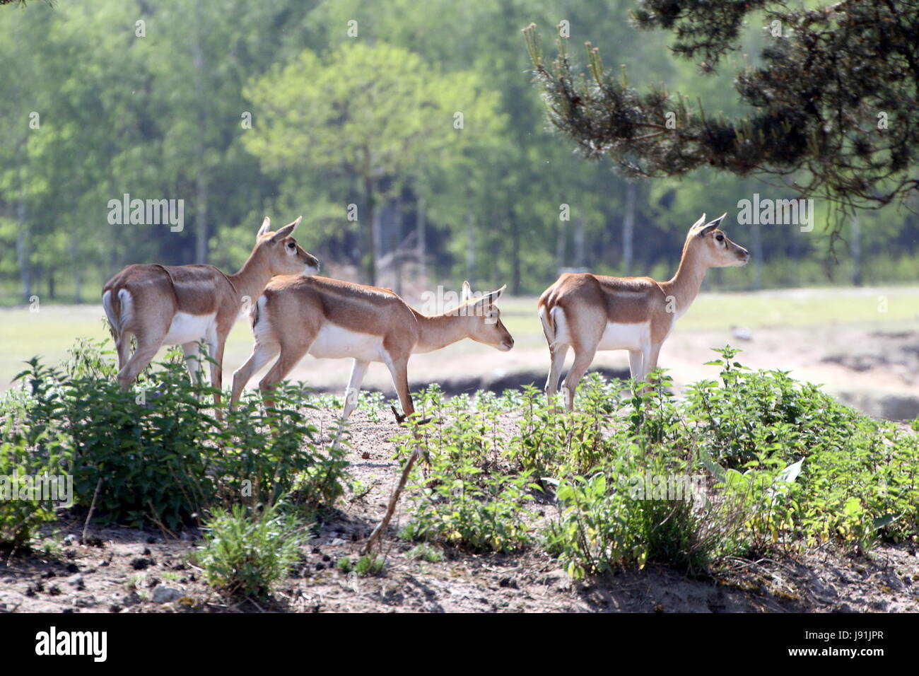 Three female Indian Blackbuck antelopes (Antilope cervicapra Stock ...