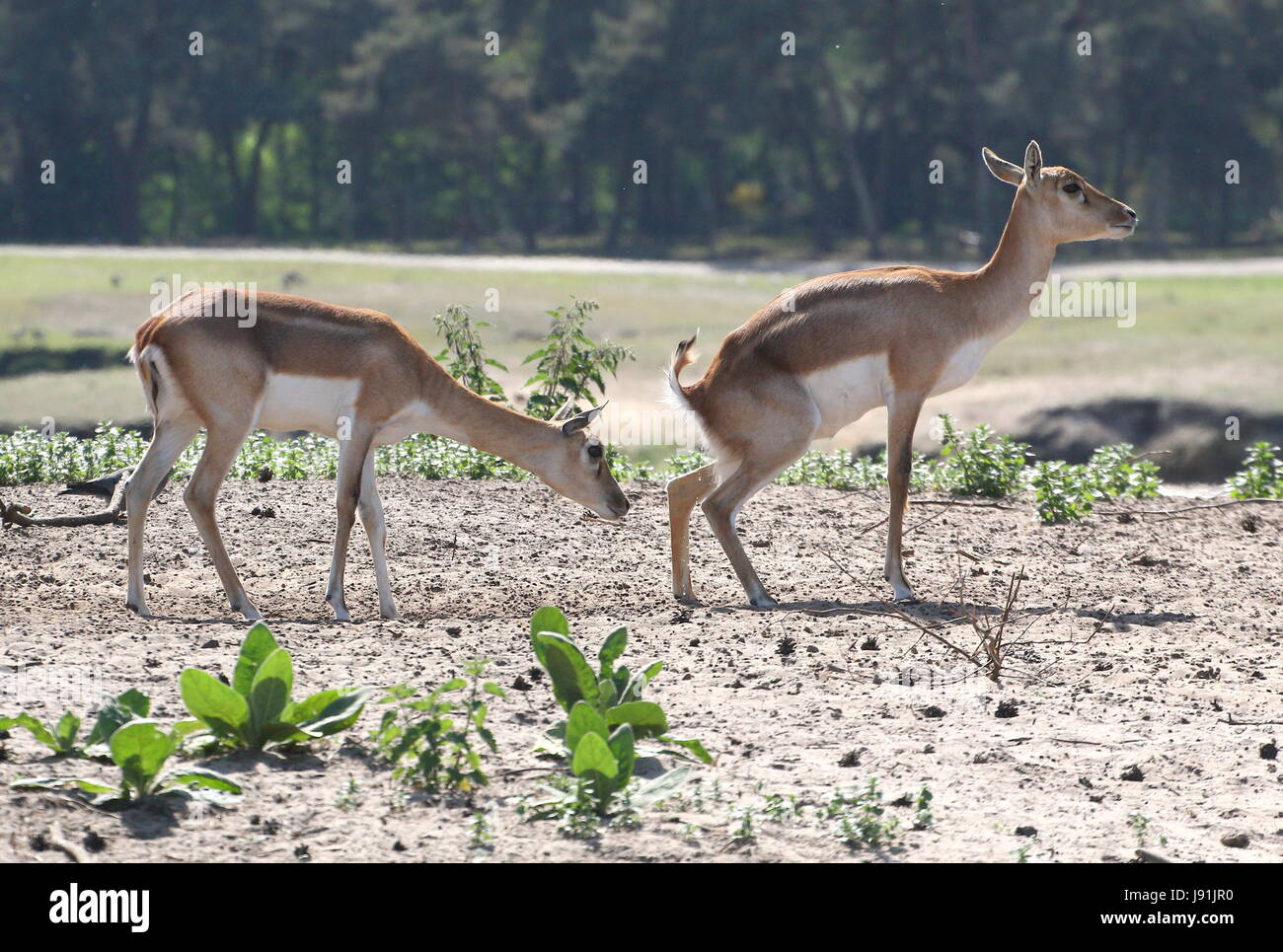 Female Indian Blackbuck antelopes (Antilope cervicapra). One doe ...