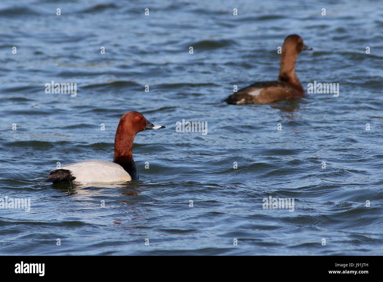 Male and female European Pochard duck (Aythya ferina Stock Photo - Alamy