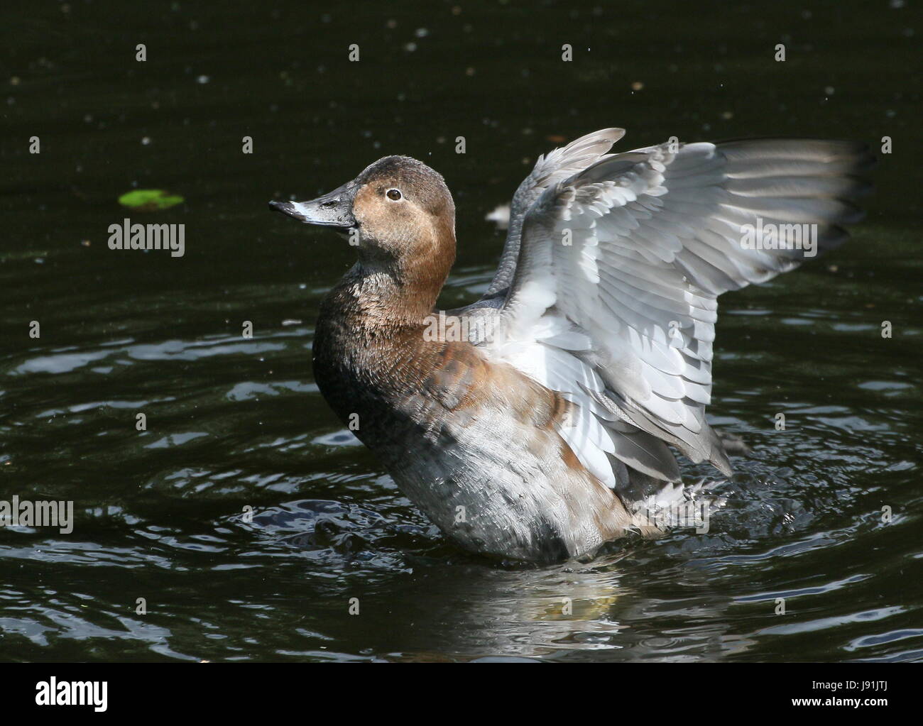 Female European Pochard duck (Aythya ferina) flapping her wings Stock ...
