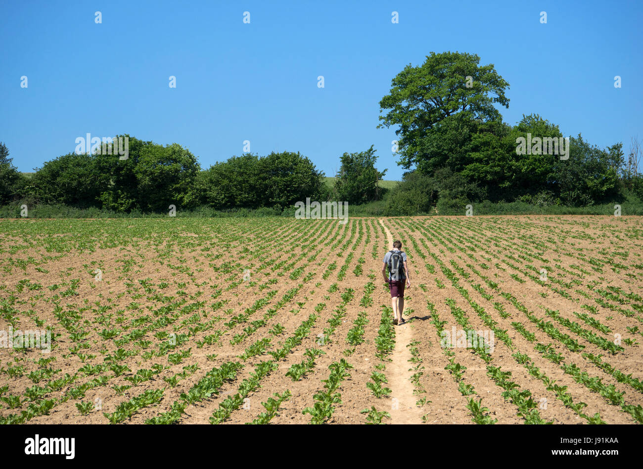 Dry fields, Suffolk Stock Photo - Alamy