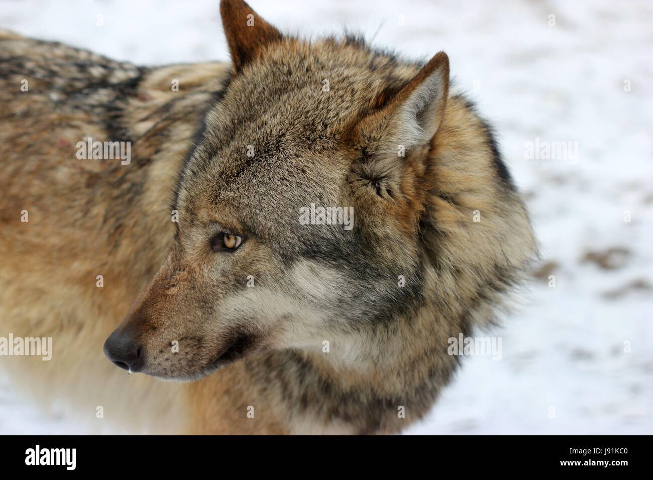 profile, winter, cold, portrait, zoo, frost, lateral, wolf, look back ...