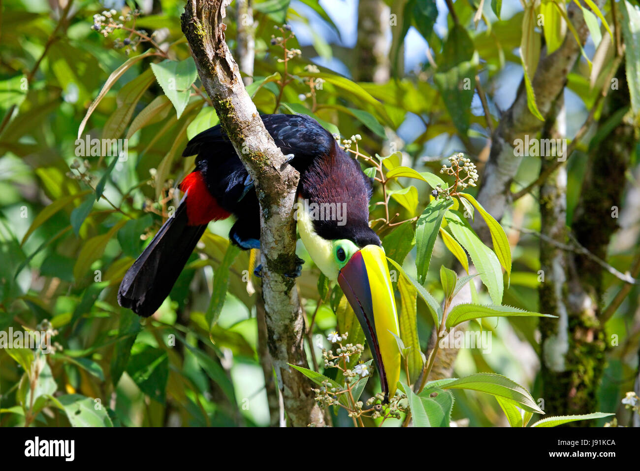 Braunrckentukan hi-res stock photography and images - Alamy