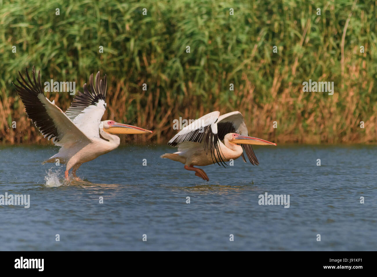 Tall water bird hi-res stock photography and images - Alamy