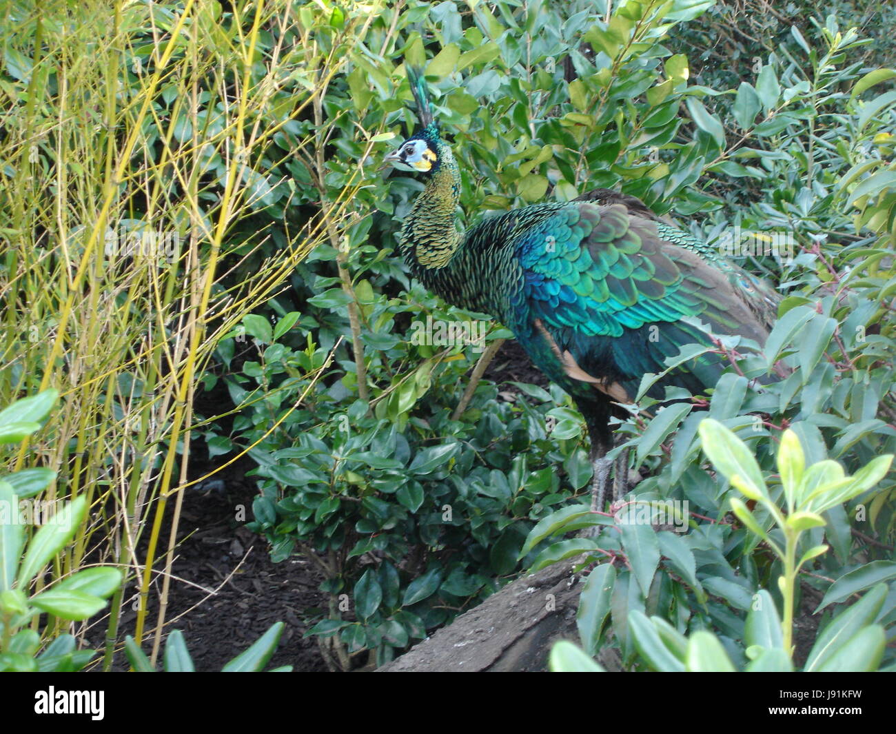 animal, bird, green, tropical, peacock, cock, pea, rooster, animal ...
