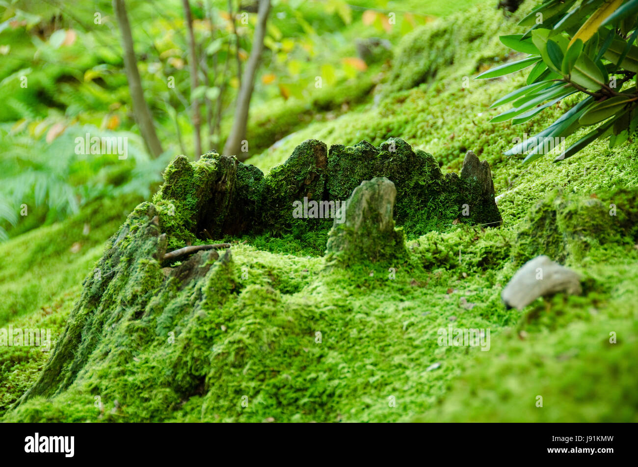 soft, moss, japan, lawn, green, backdrop, background, forest, natural ...