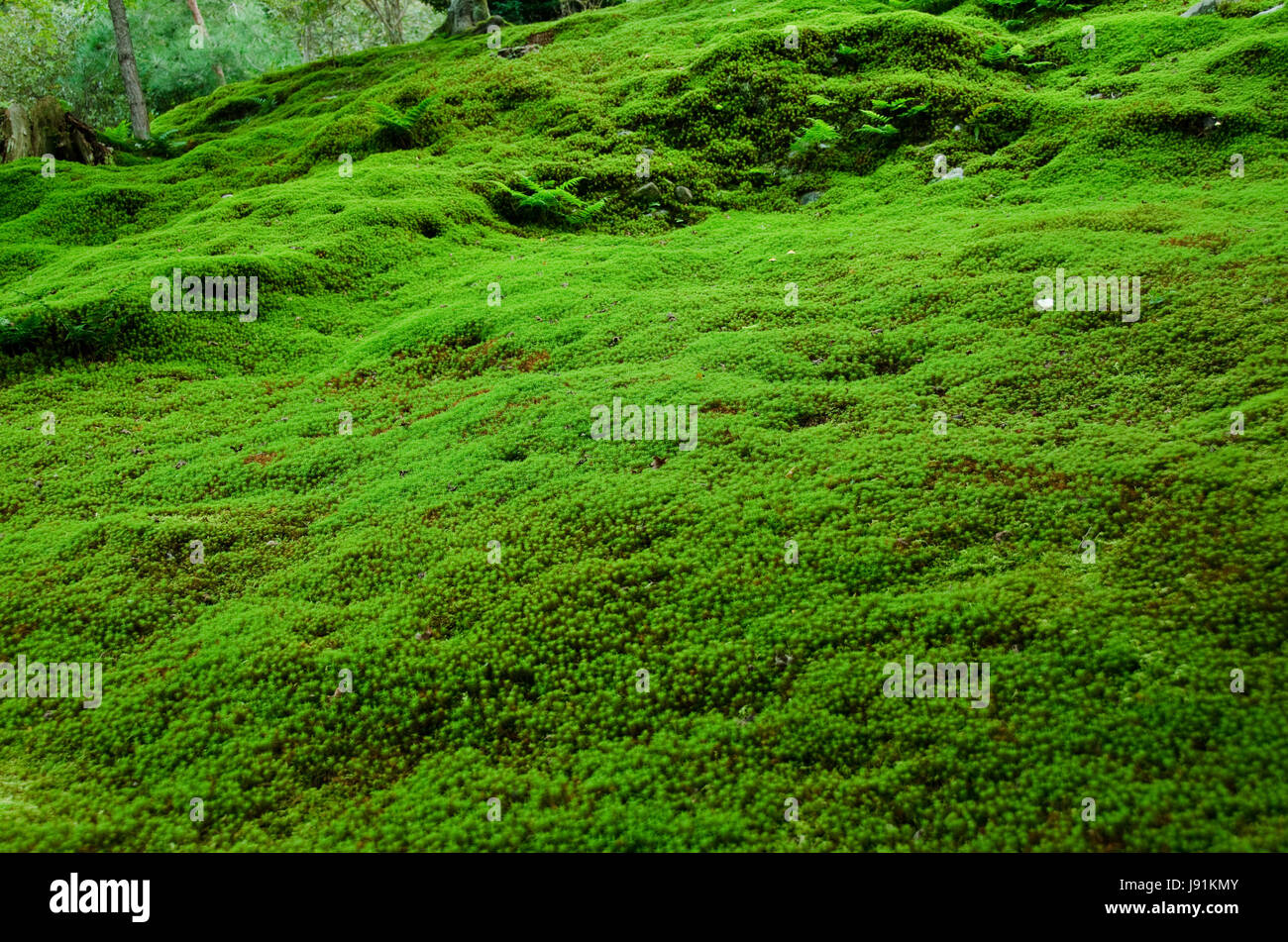 green, soft, moss, japan, backdrop, background, forest, natural, close ...