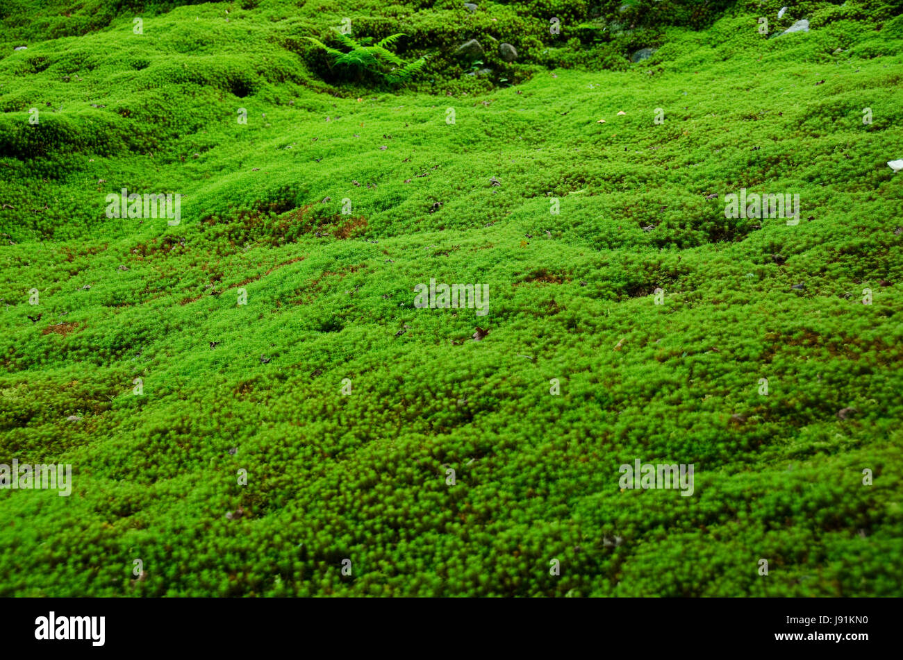 green, soft, moss, japan, backdrop, background, forest, natural, close ...