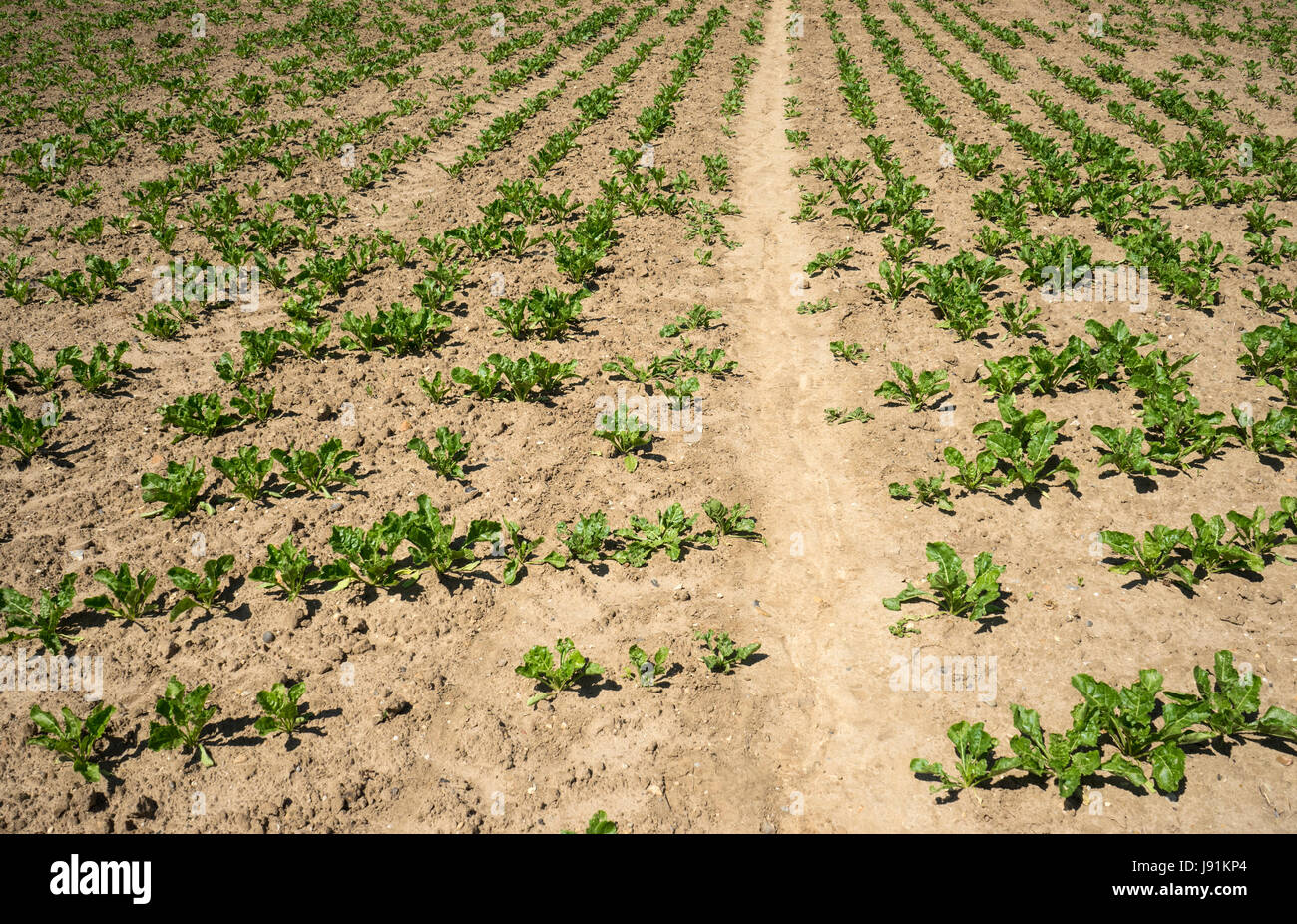 Dry fields, Suffolk Stock Photo - Alamy
