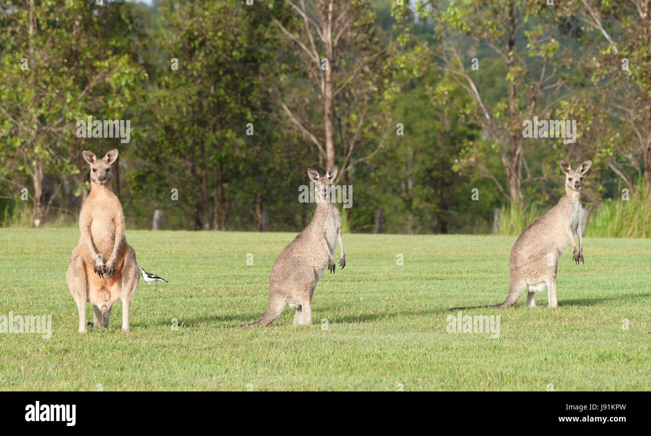 animal, mammal, fur, australia, native, habitat, kangaroo, icon ...