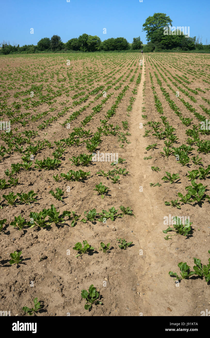 Dry fields, Suffolk Stock Photo - Alamy