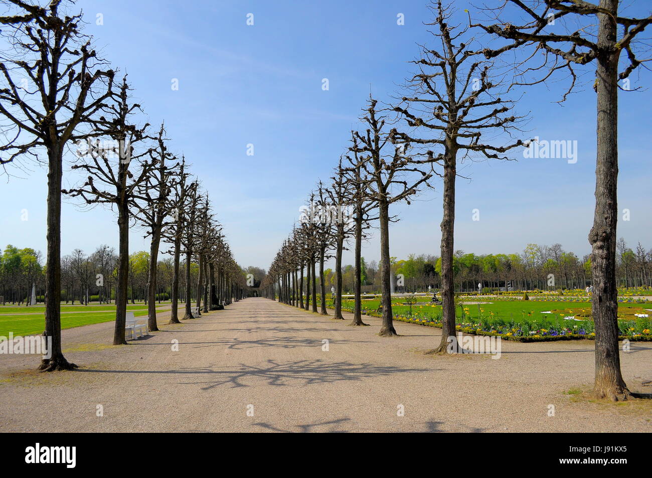 tree, trees, plant, wood, trunk, tribes, branches, spring, row, branch ...