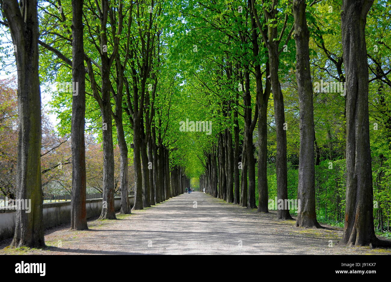 humans, human beings, people, folk, persons, human, human being, tree ...