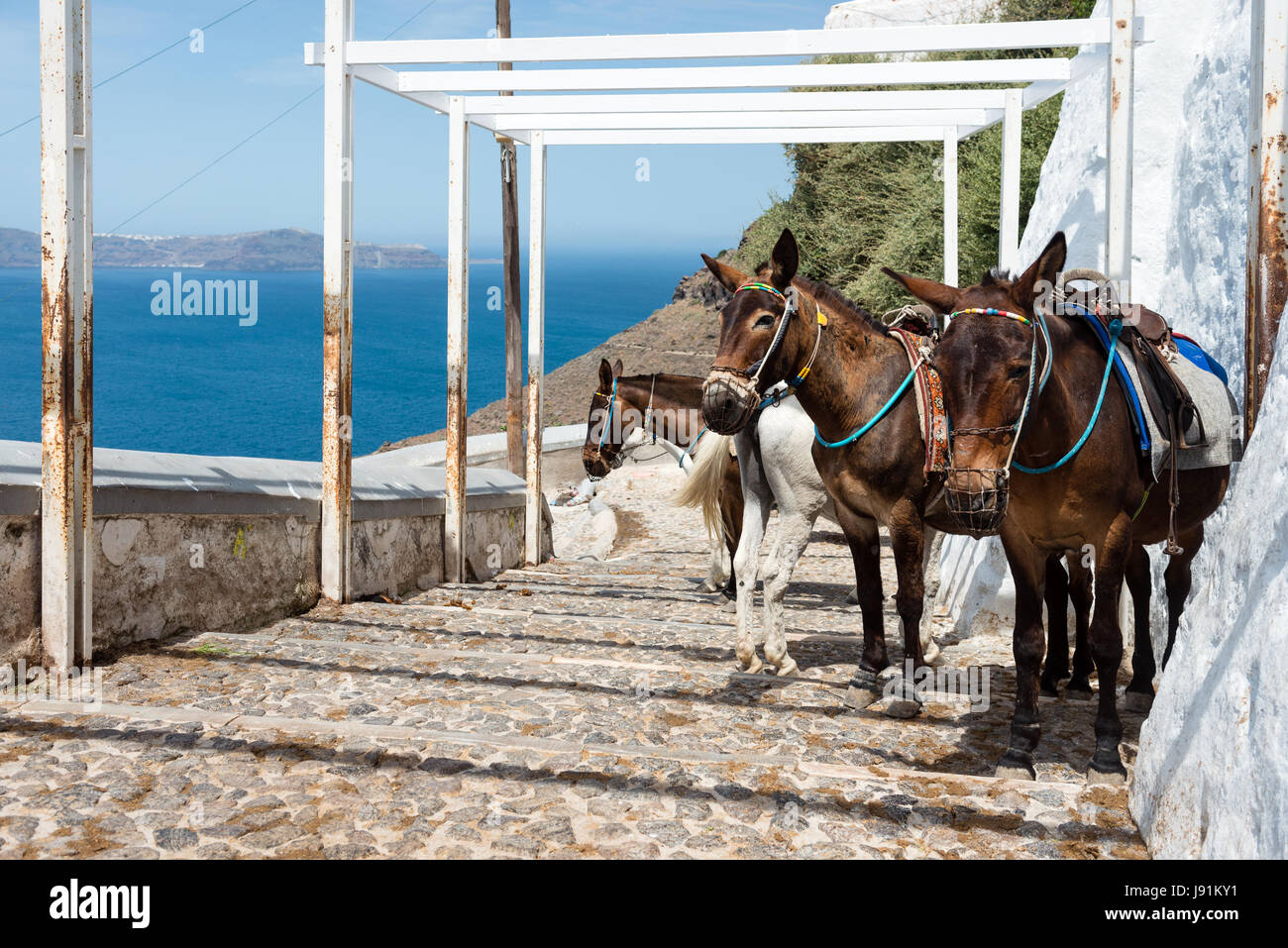 Donkey on stairs of santorini hi-res stock photography and images - Alamy