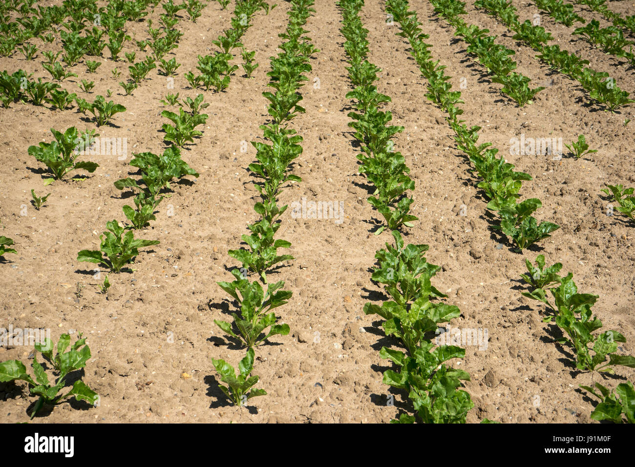 Dry fields, Suffolk Stock Photo - Alamy