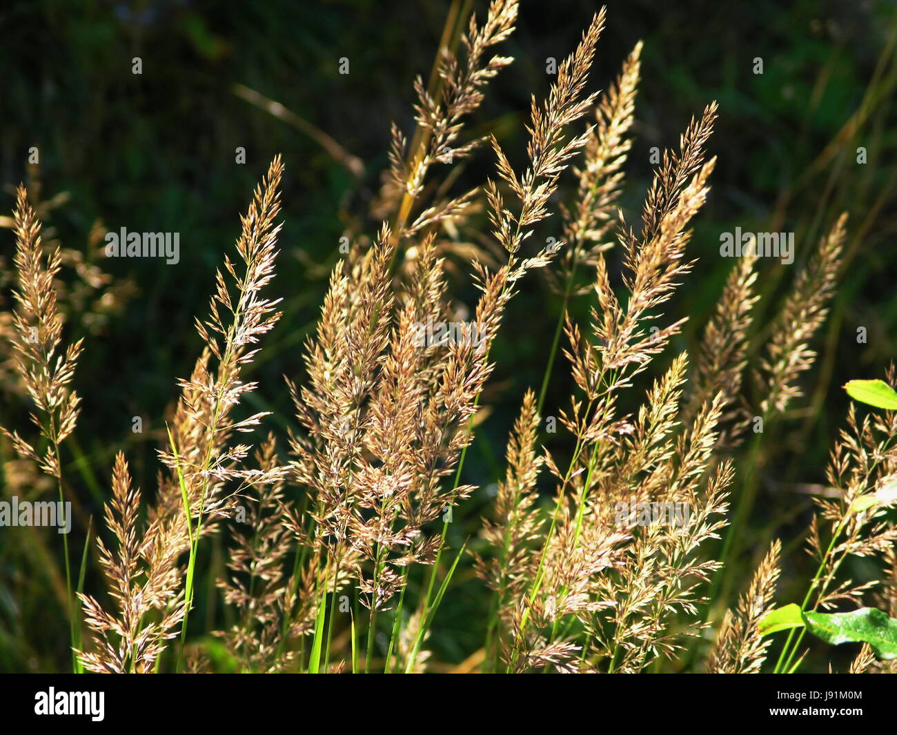 leaves of grass Stock Photo - Alamy