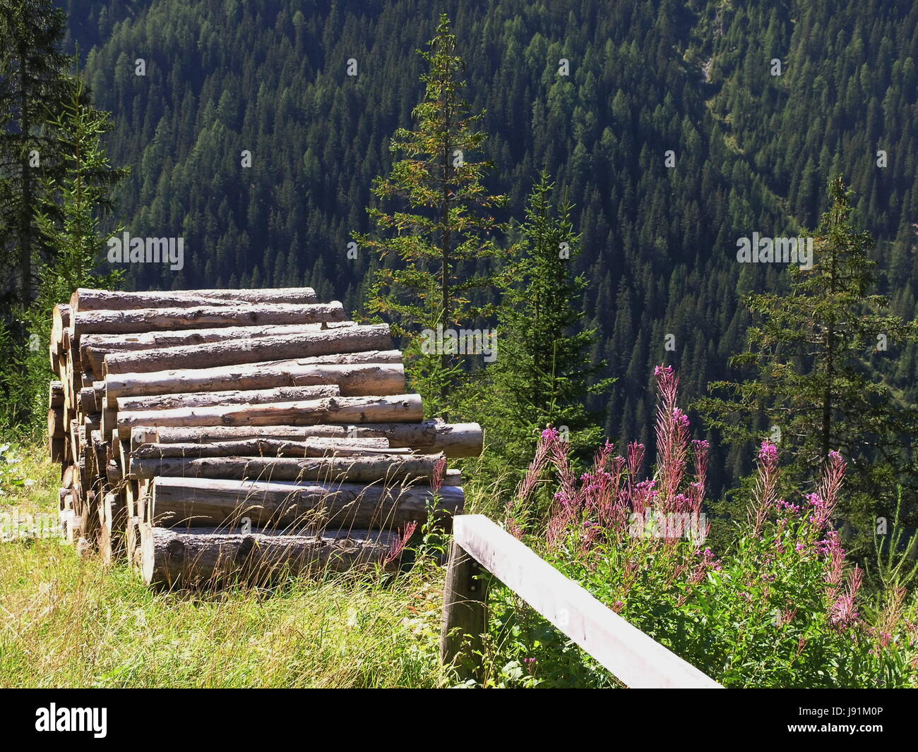 wood, stack, camp, camp of tents, mountain, forest, tree, trees, wood ...