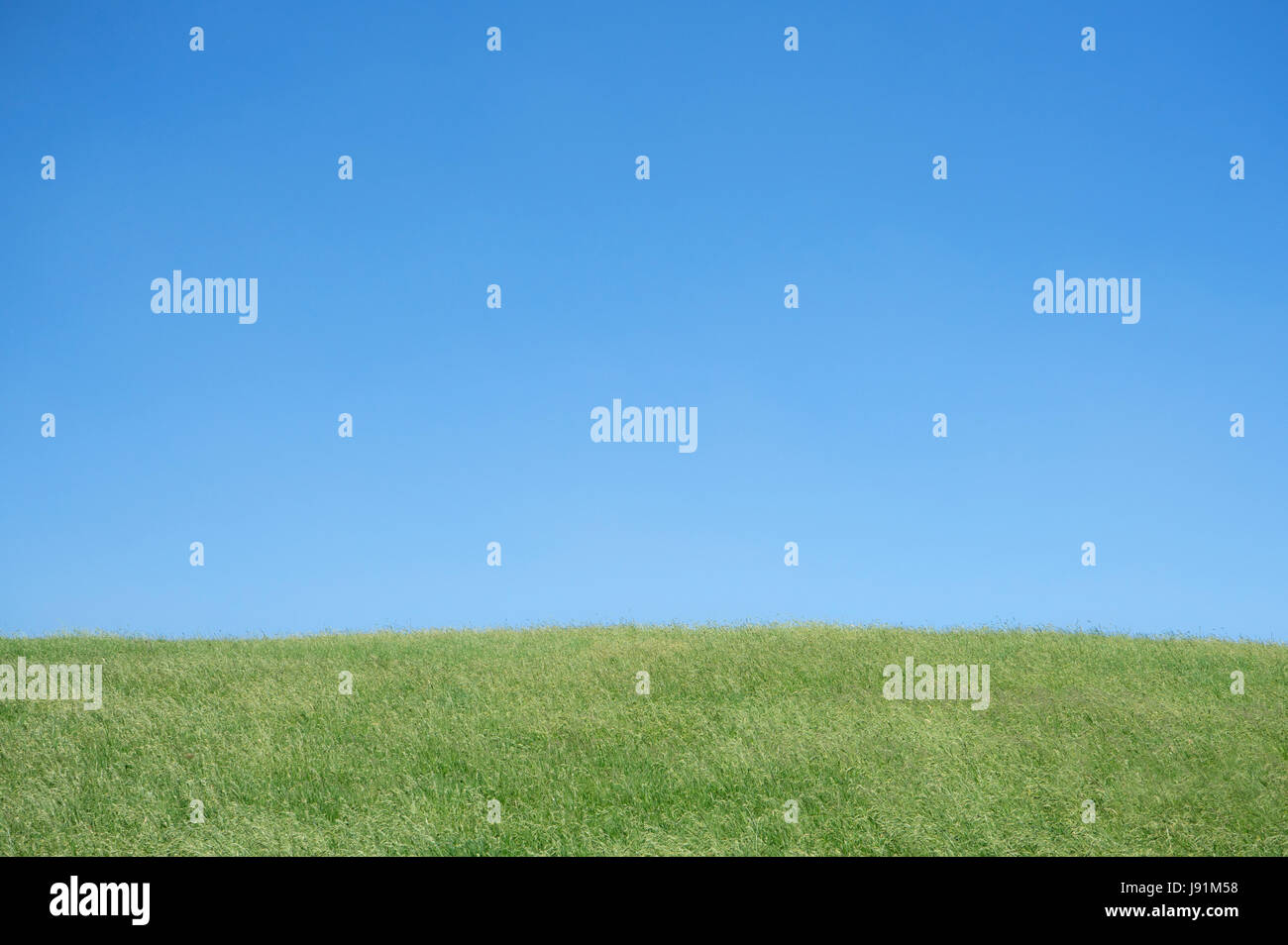 Simple summer meadow Stock Photo - Alamy