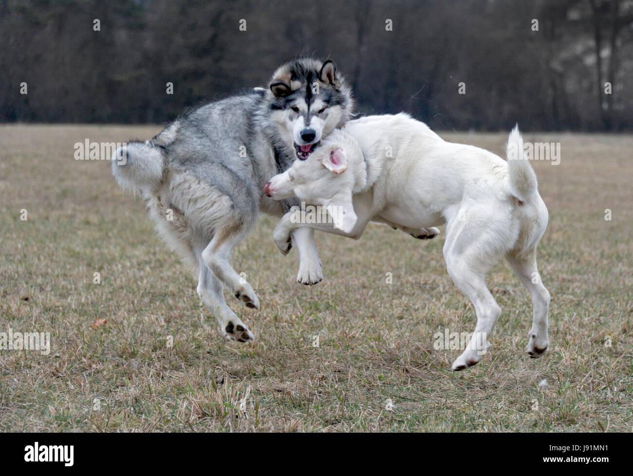 Infight hi-res stock photography and images - Alamy