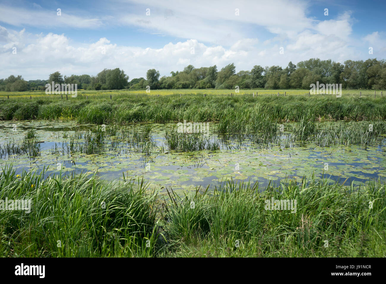 River Stour, Sudbury Water Meadows Stock Photo - Alamy