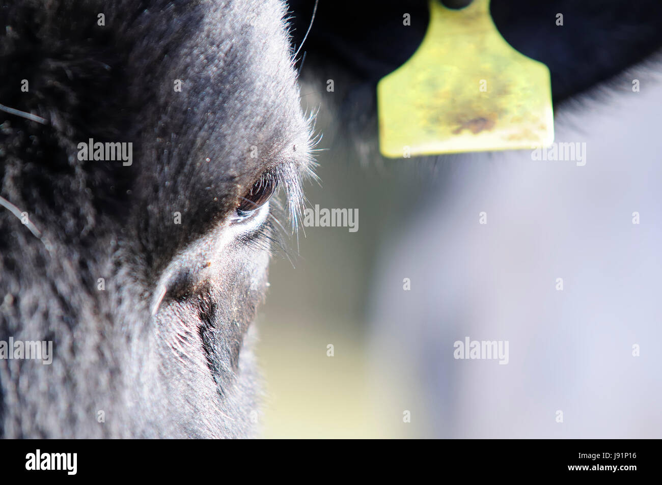 Cow mark hi-res stock photography and images - Alamy