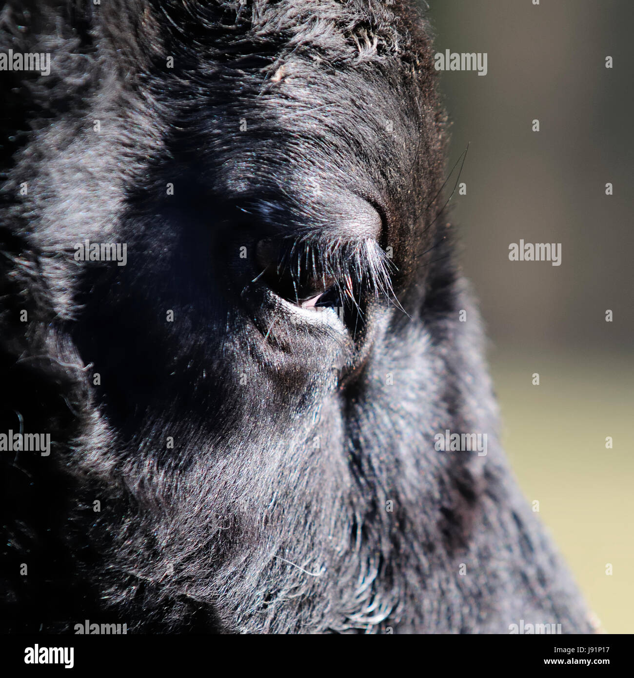 Cow mark hi-res stock photography and images - Alamy