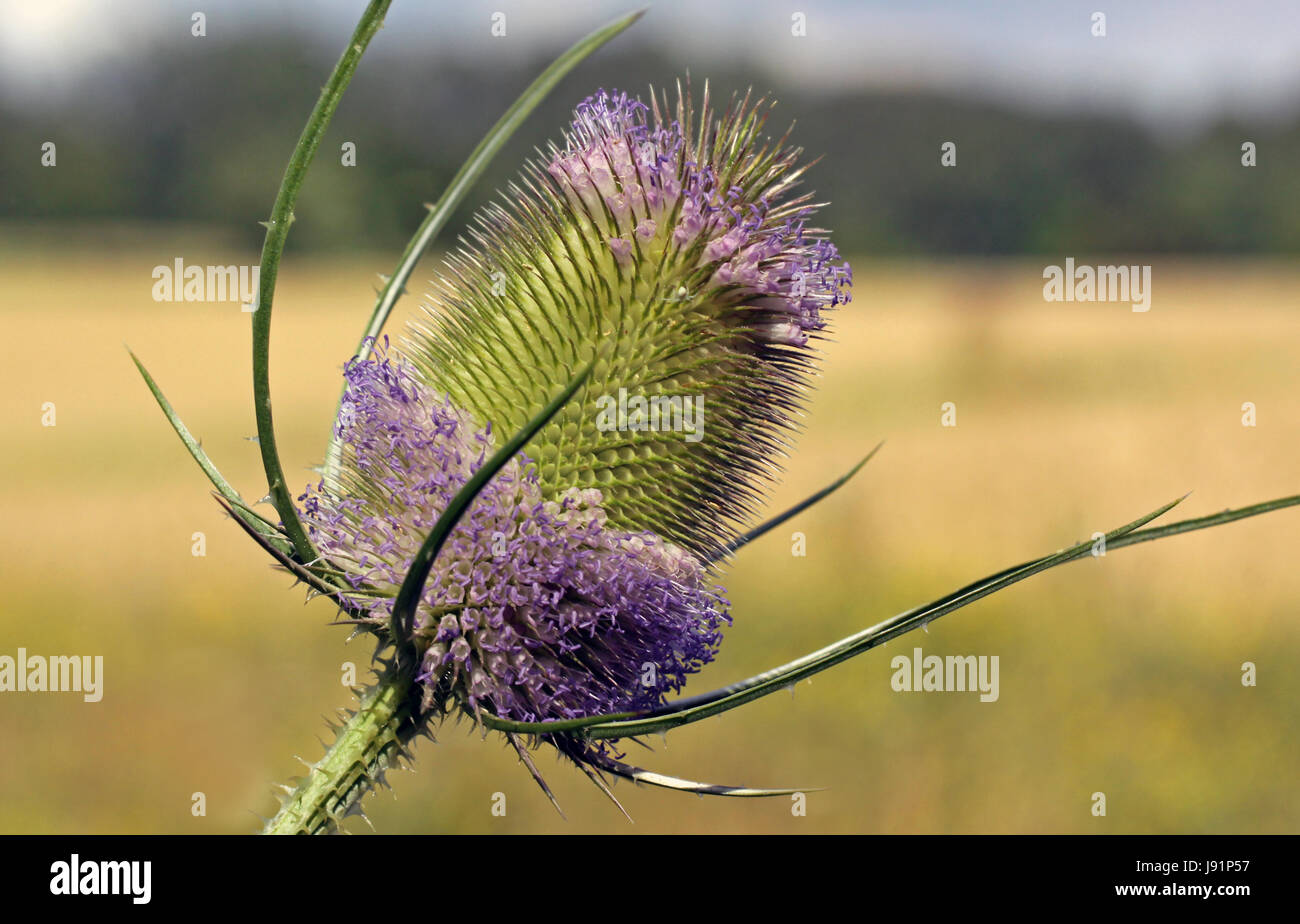 Spiny teasel hi-res stock photography and images - Alamy