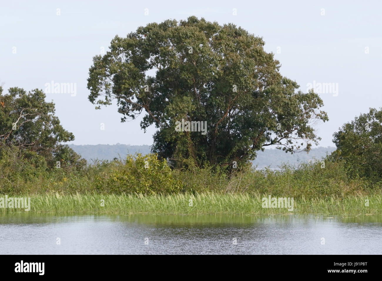 view of Amazon from river showing lake and vegetation, near Manaus ...