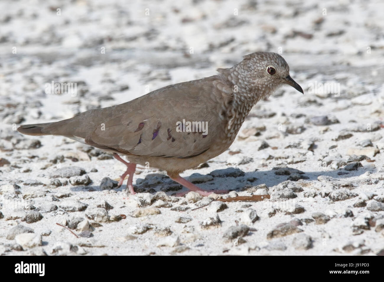 Birds barbados hi-res stock photography and images - Alamy