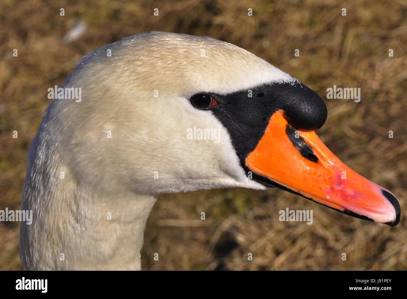 Mr thin hi-res stock photography and images - Alamy