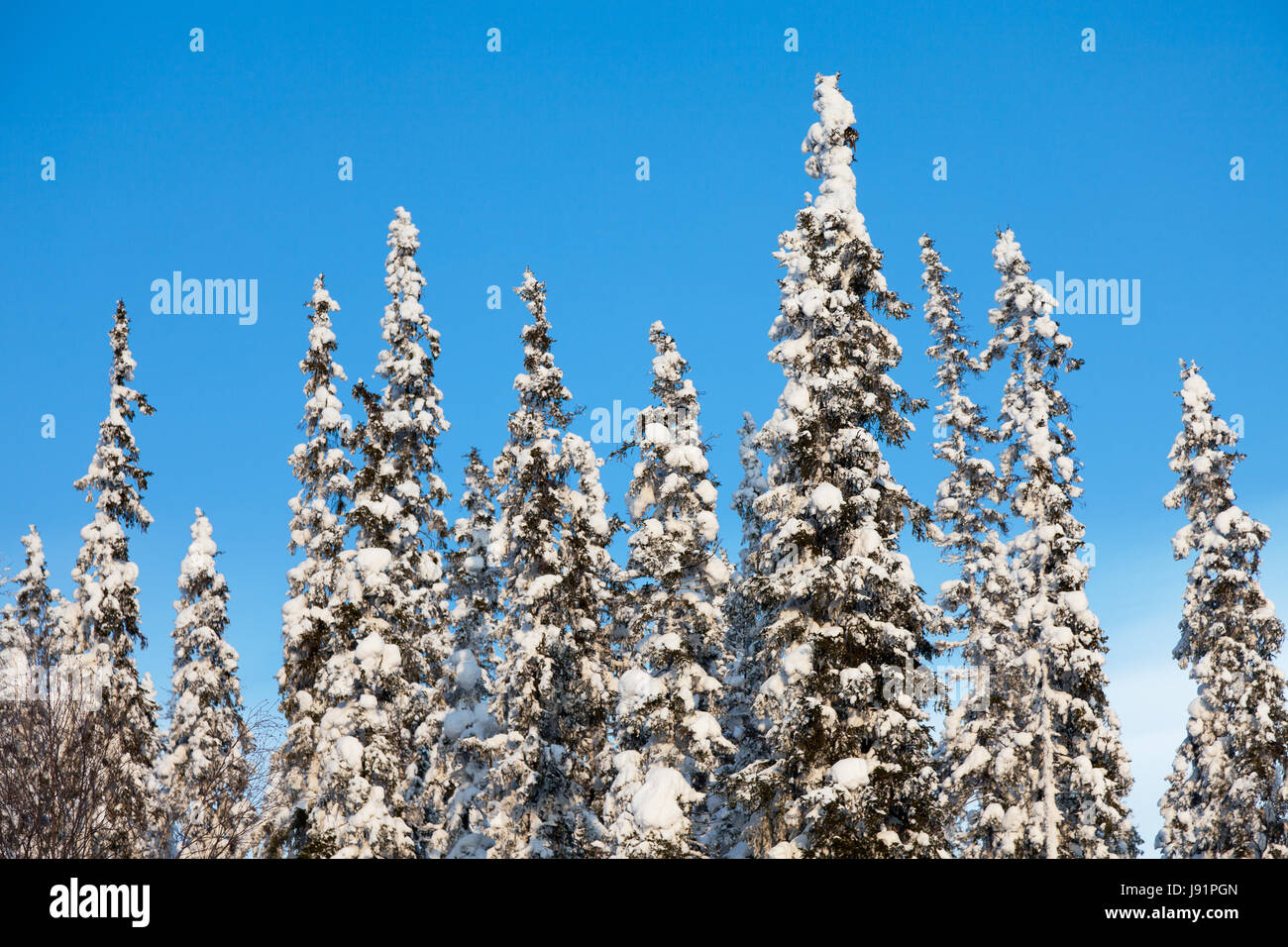 blue, tree, trees, winter, wood, wild, shine, shines, bright, lucent ...