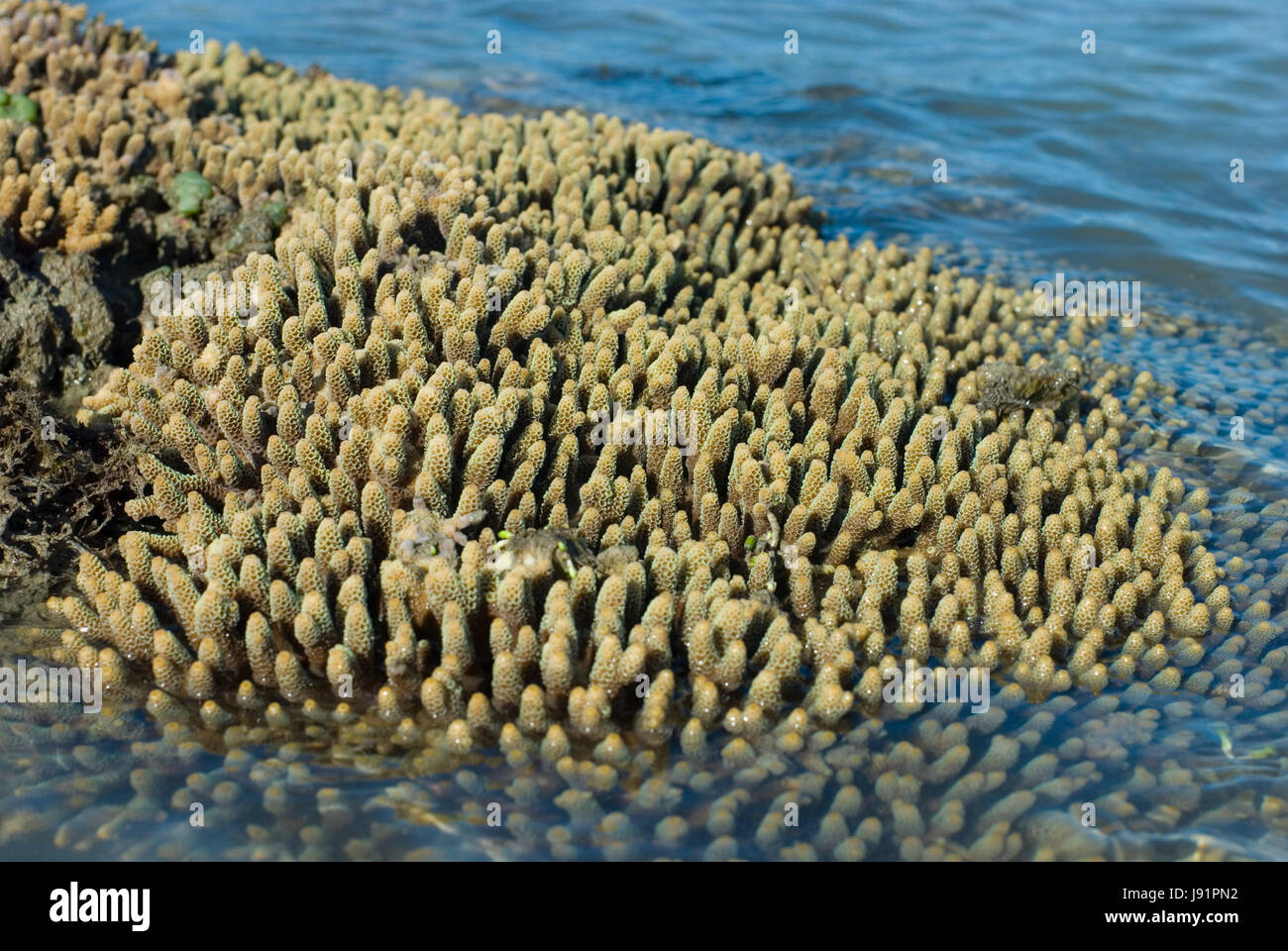 reef, corals, nature, coral, surface, tropical, reef, low tide, exposed ...