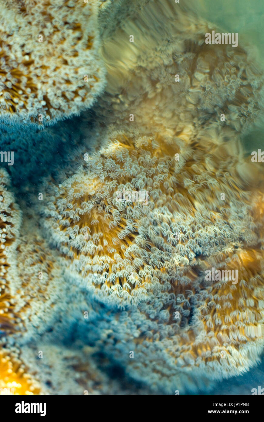 Macro view sarcophyton coral polyps hi-res stock photography and images ...