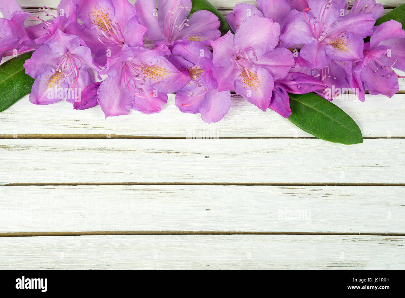 pink rhododendron floral border on rustic whitewashed wood Stock Photo ...