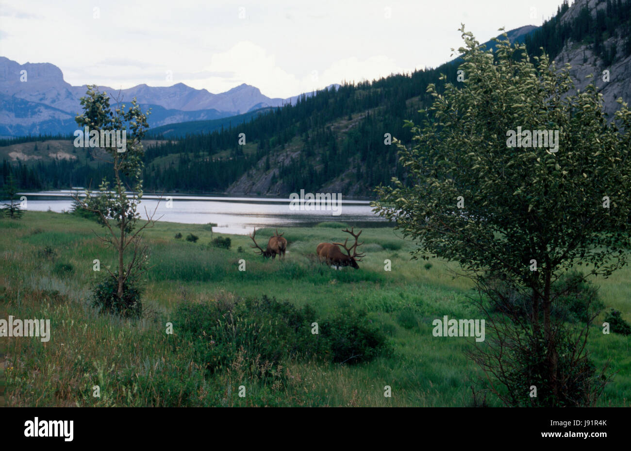 Elk, Jasper National Park, Alberta, Canada 7 12 Stock Photo - Alamy