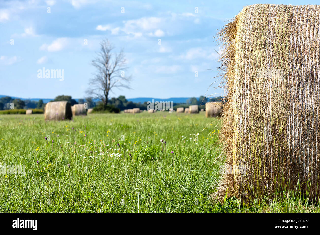 tree, agriculture, farming, field, outdoor, landscape, scenery ...