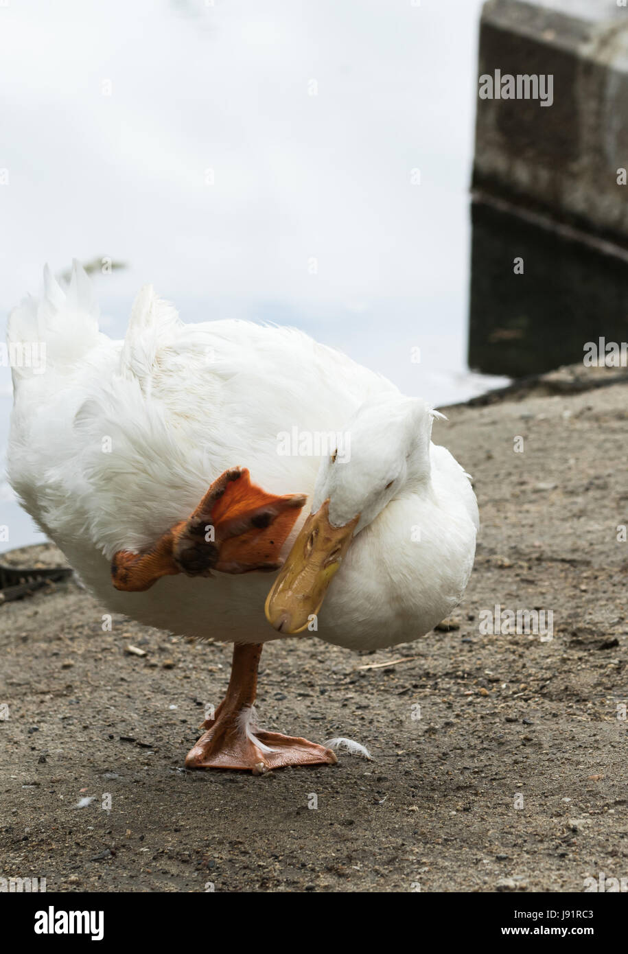 White duck playing Stock Photo - Alamy