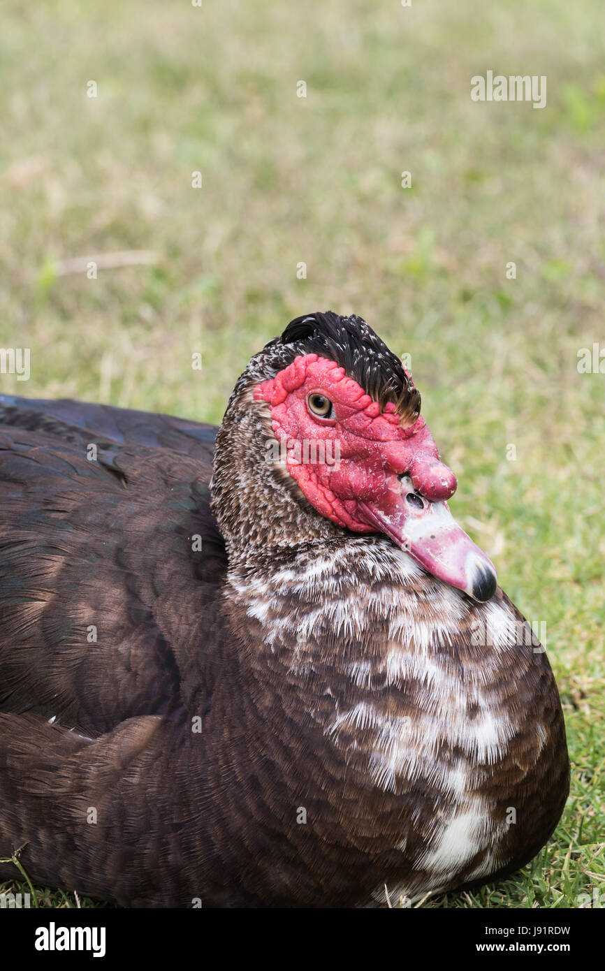 White duck red face hi-res stock photography and images - Alamy